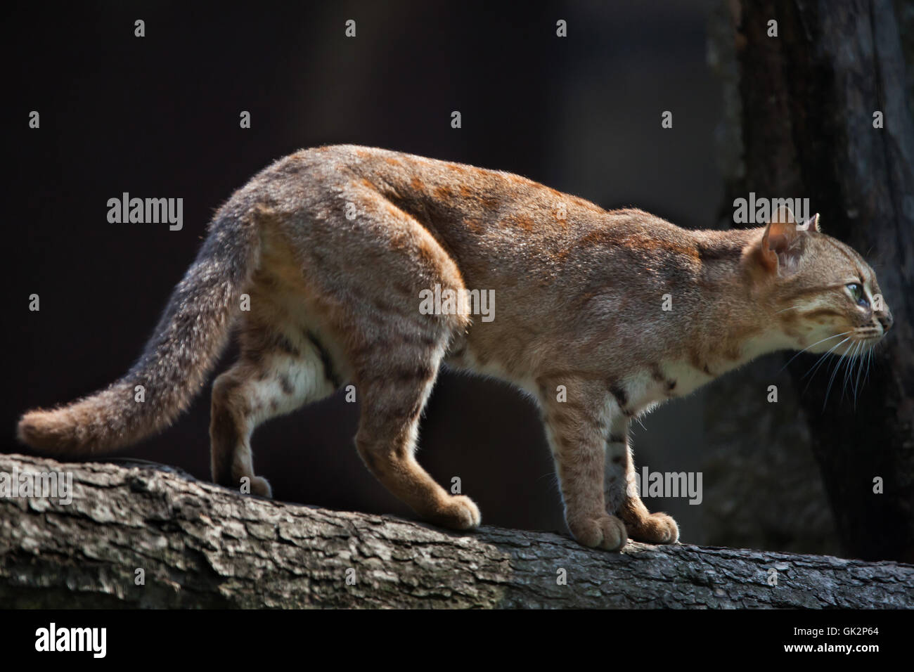 Rusty spotted cat hi-res stock photography and images - Alamy