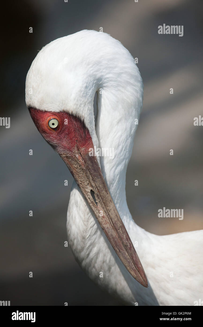 Siberian crane (Grus leucogeranus), also known as the snow crane ...