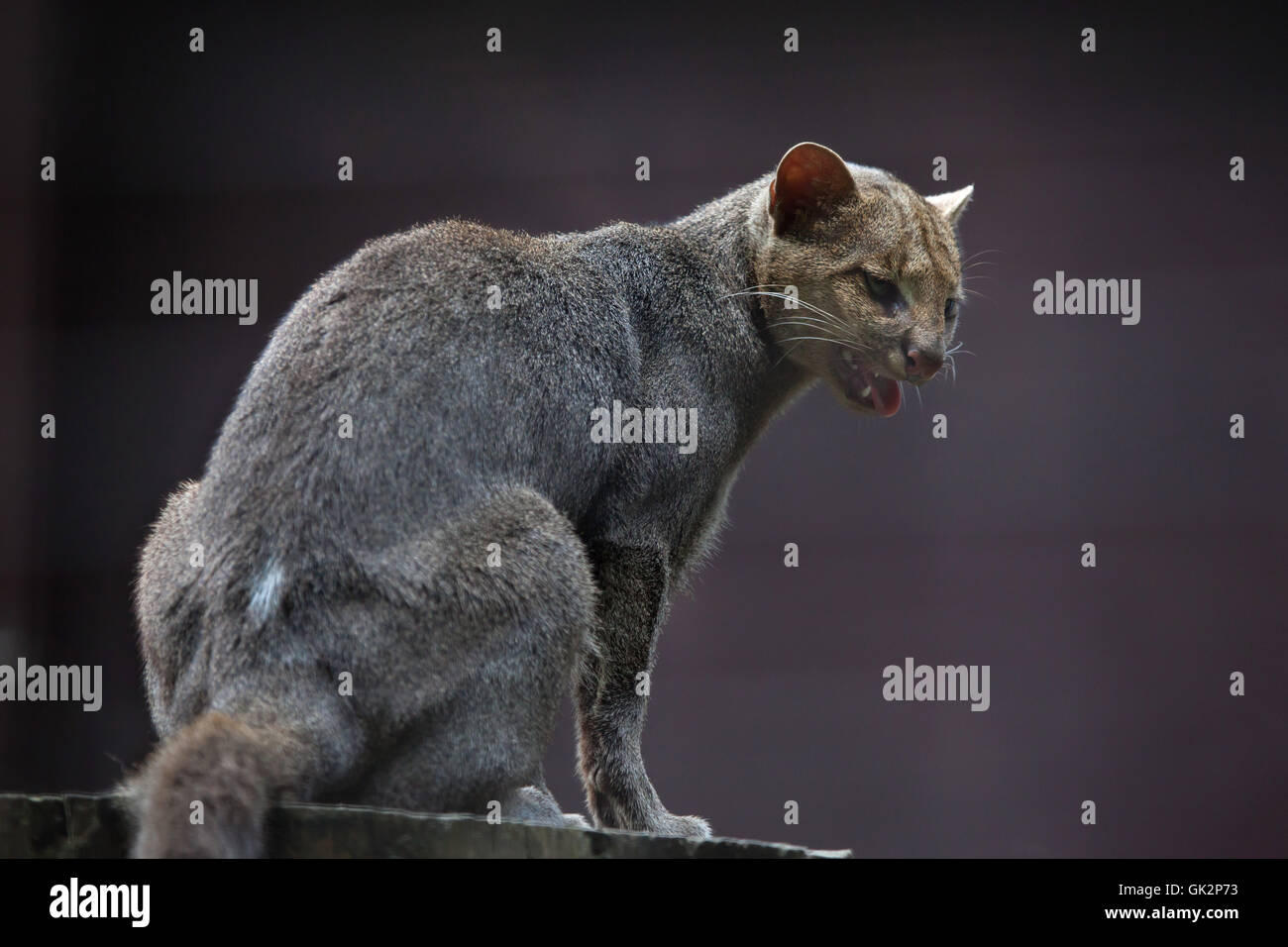 Jaguarundi (Puma yagouaroundi), also known as the eyra cat. Wildlife ...