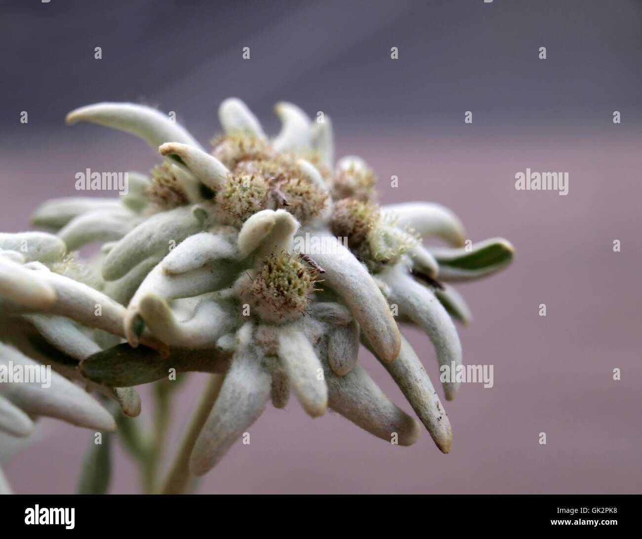 Leotopodium hi-res stock photography and images - Alamy