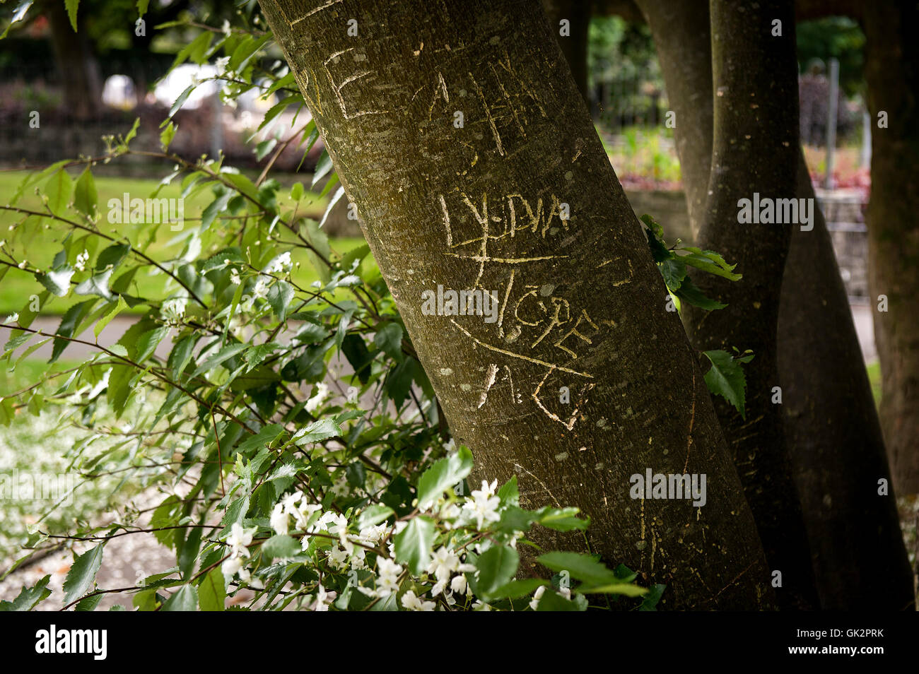 Letters carved into tree hi-res stock photography and images - Alamy