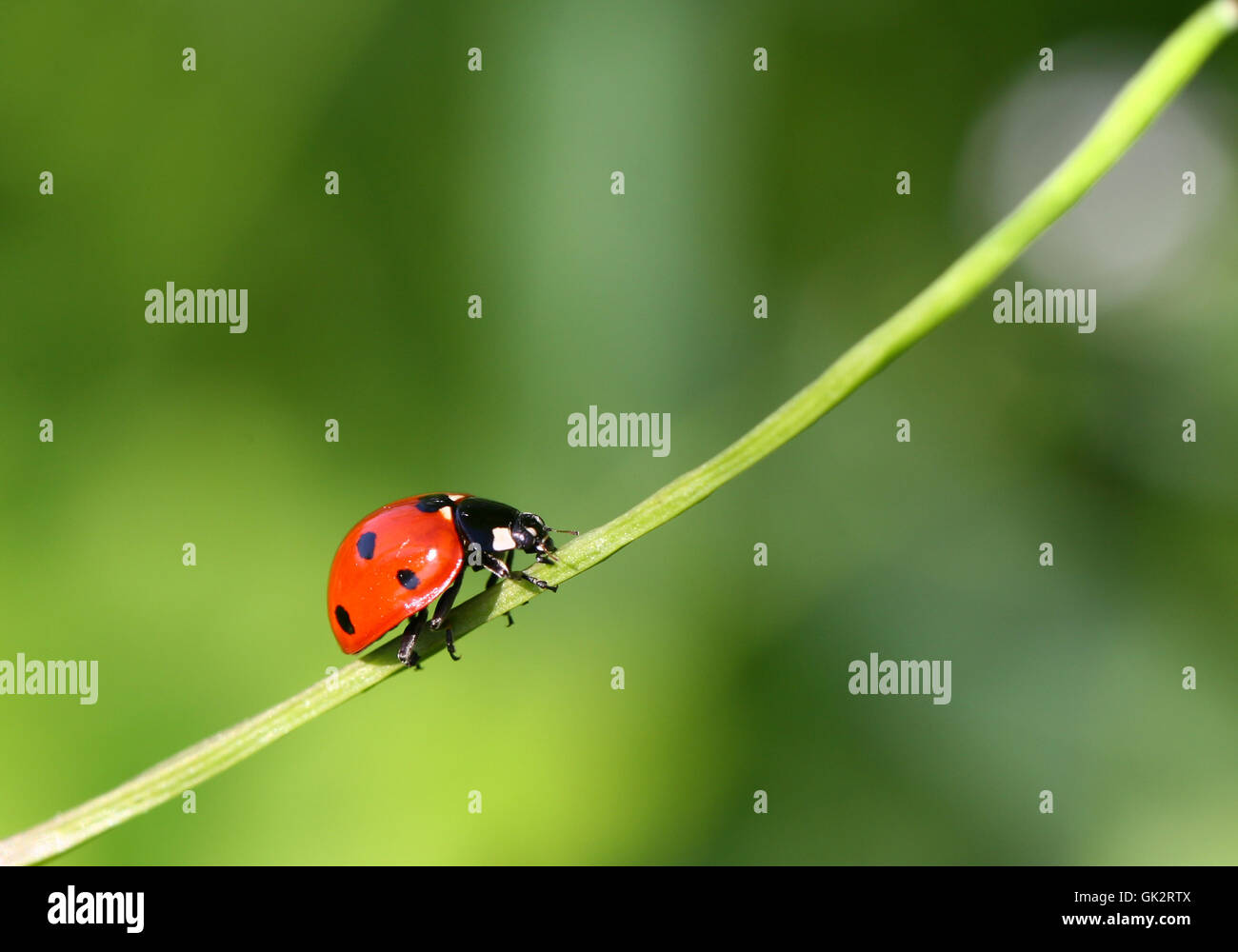 Ladybug macro hi-res stock photography and images - Alamy