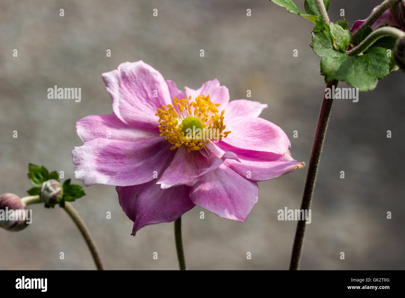 Single flower of the semi-double pink Japanese anemone, Anemone x ...