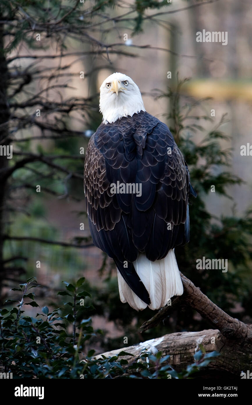 tree american bird Stock Photo - Alamy