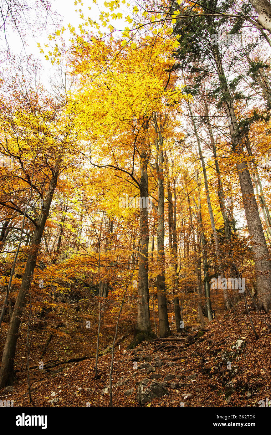 Yellow scenery hi-res stock photography and images - Alamy