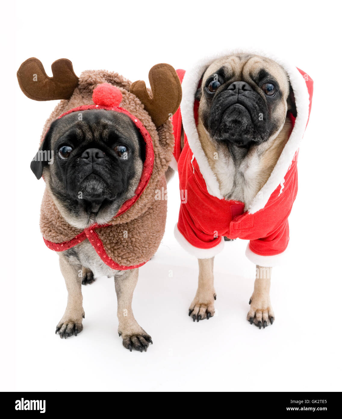 isolated animal pet Stock Photo - Alamy