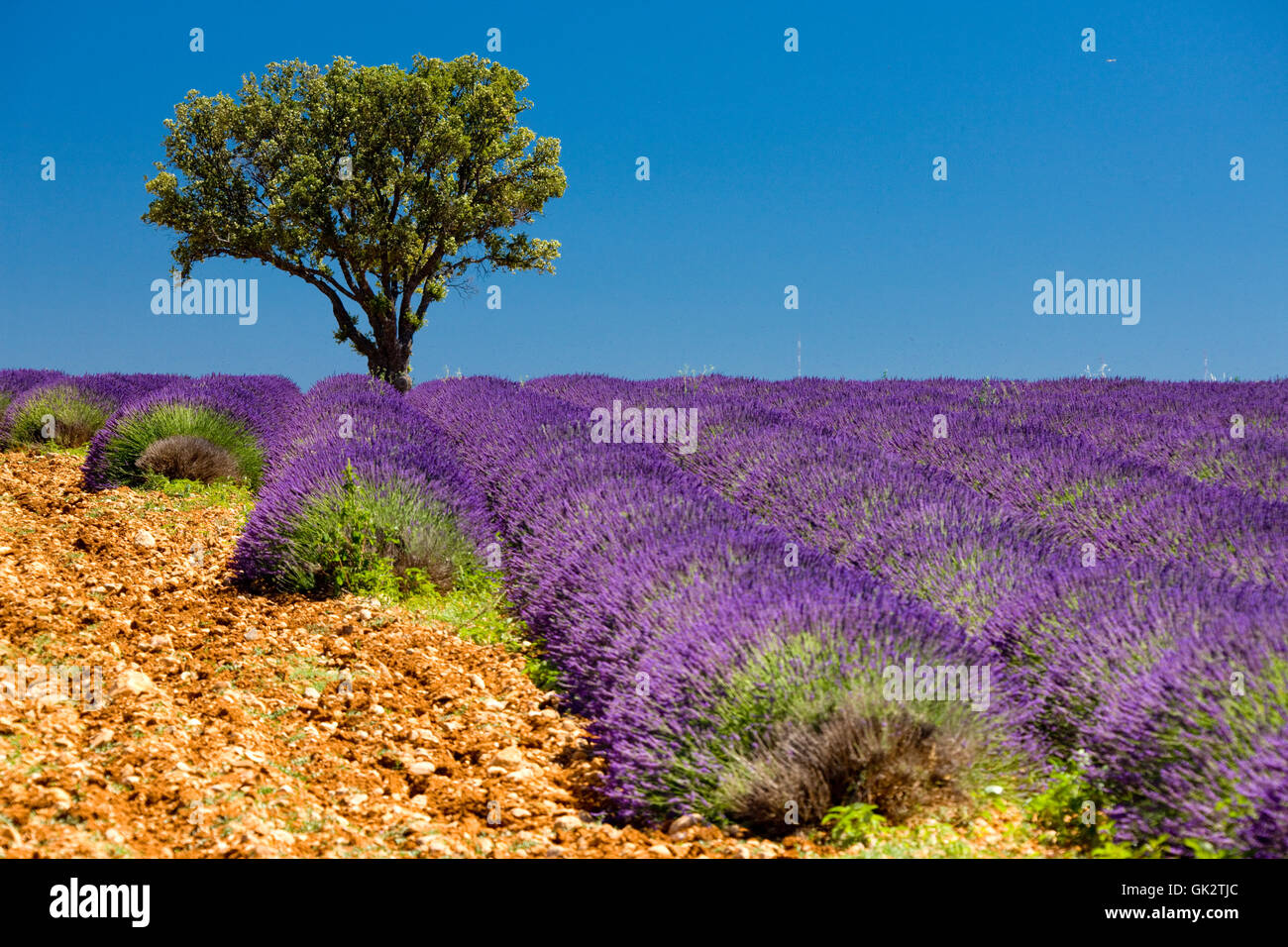 Provence travel tree Stock Photo - Alamy
