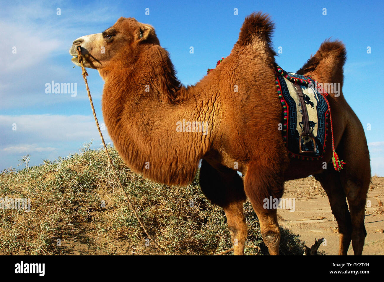 Double hump camel hi-res stock photography and images - Alamy