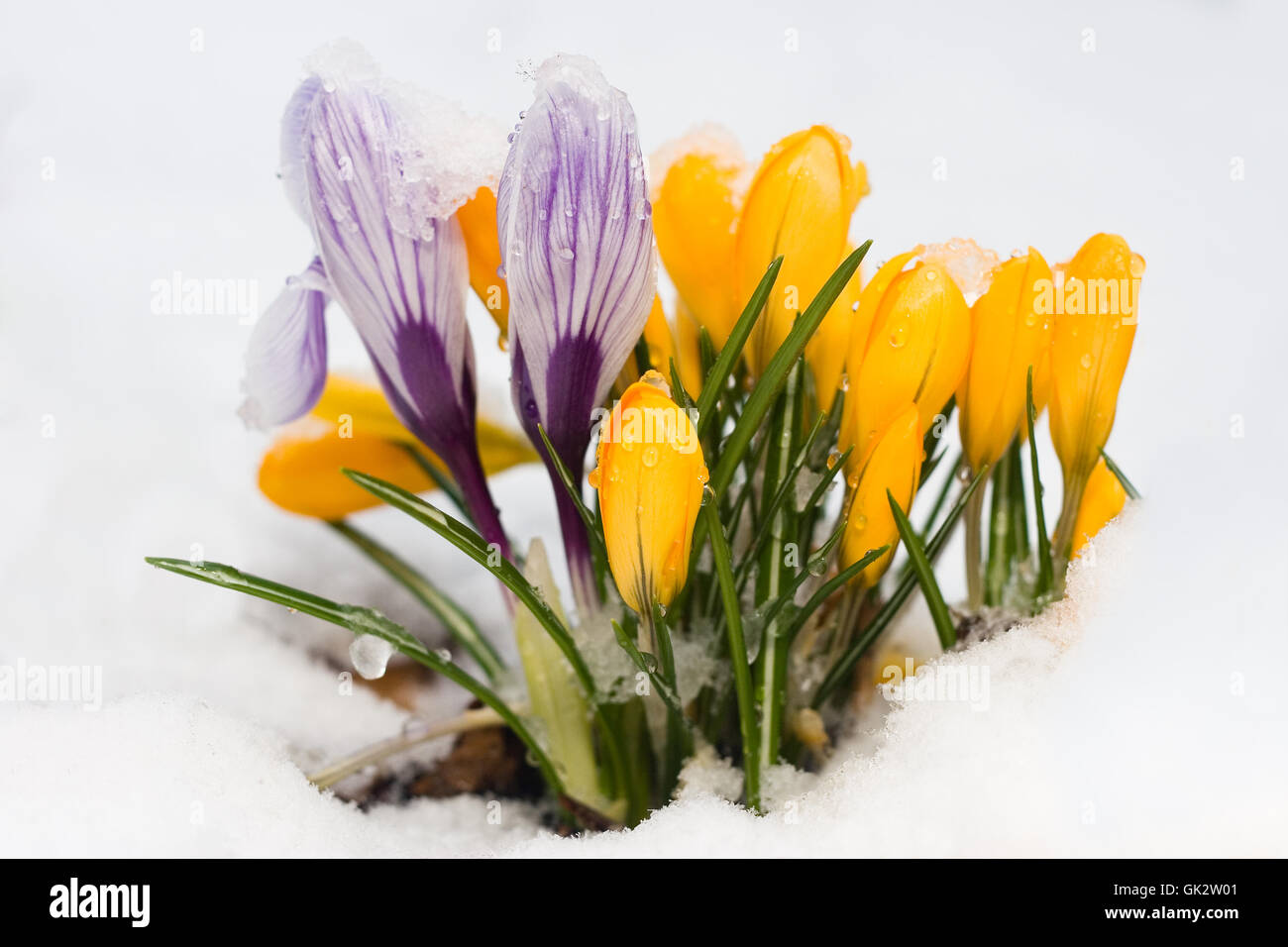 winter crocus macro Stock Photo - Alamy