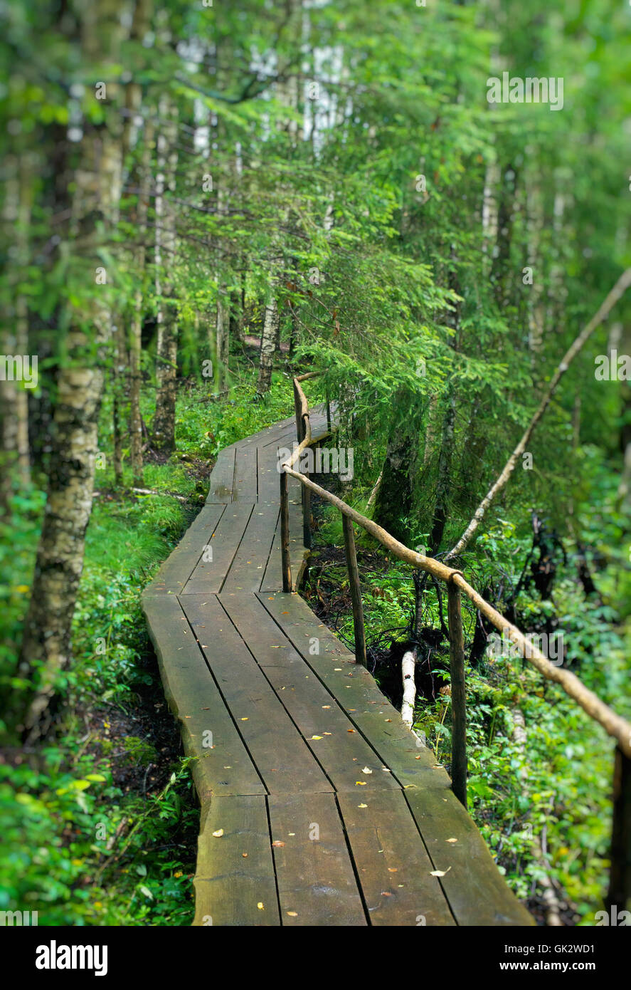Old wooden pathway in the forest Stock Photo - Alamy