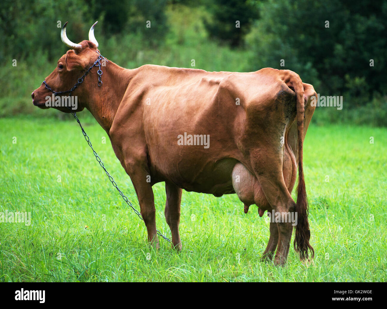 Bull lonely hi-res stock photography and images - Alamy