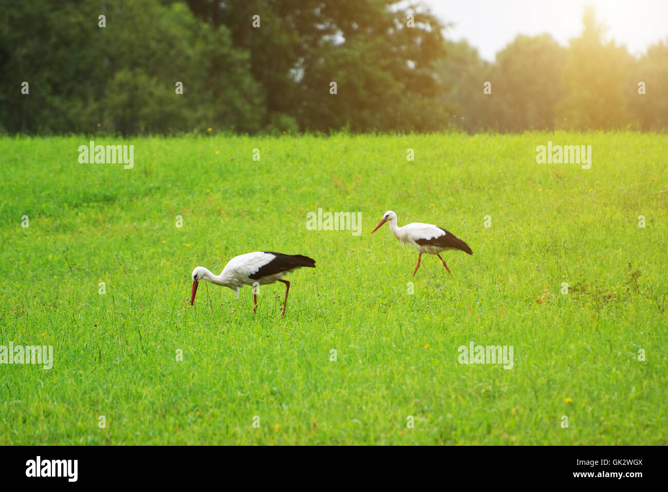 Two storks walking on the green field Stock Photo - Alamy