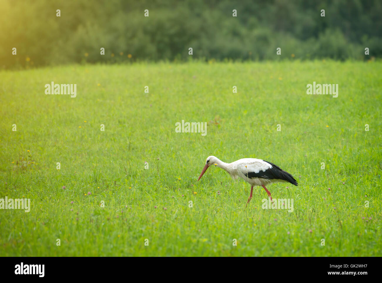 Stork walking on the green field Stock Photo - Alamy