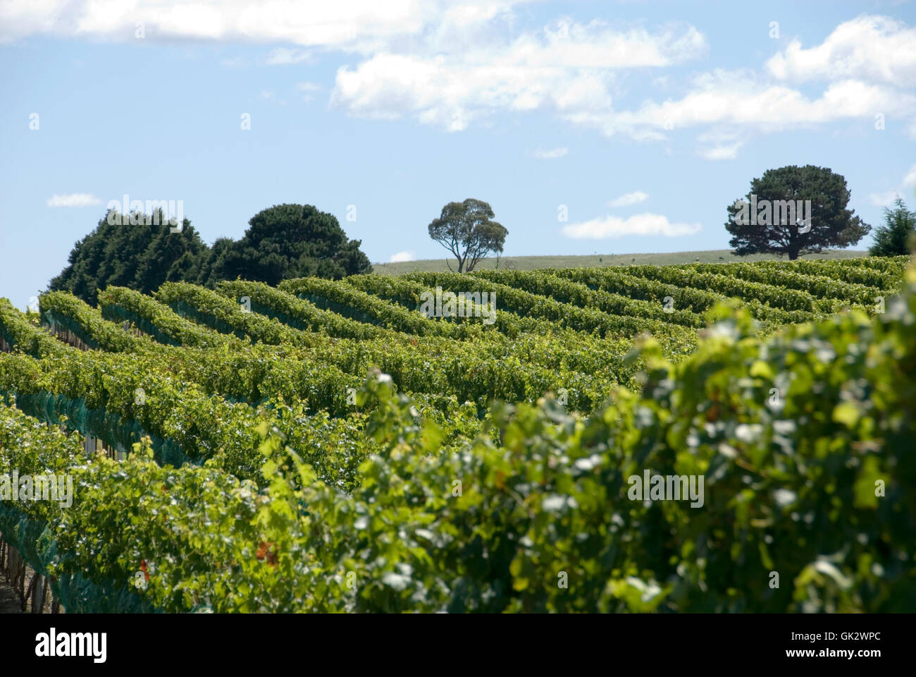 Grape tree trees hi-res stock photography and images - Alamy