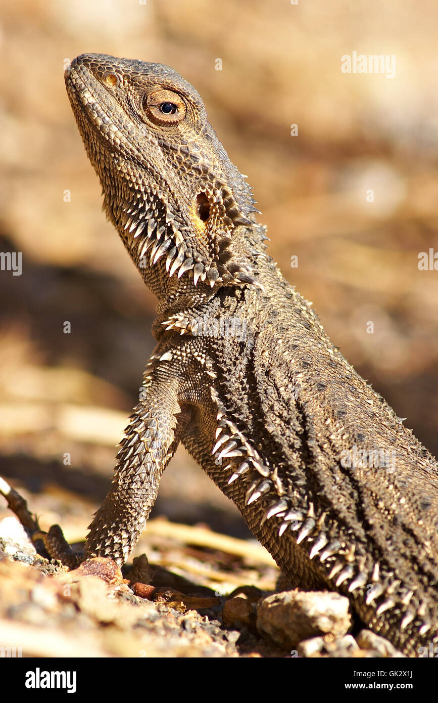 Reptile photo wildlife hi-res stock photography and images - Alamy