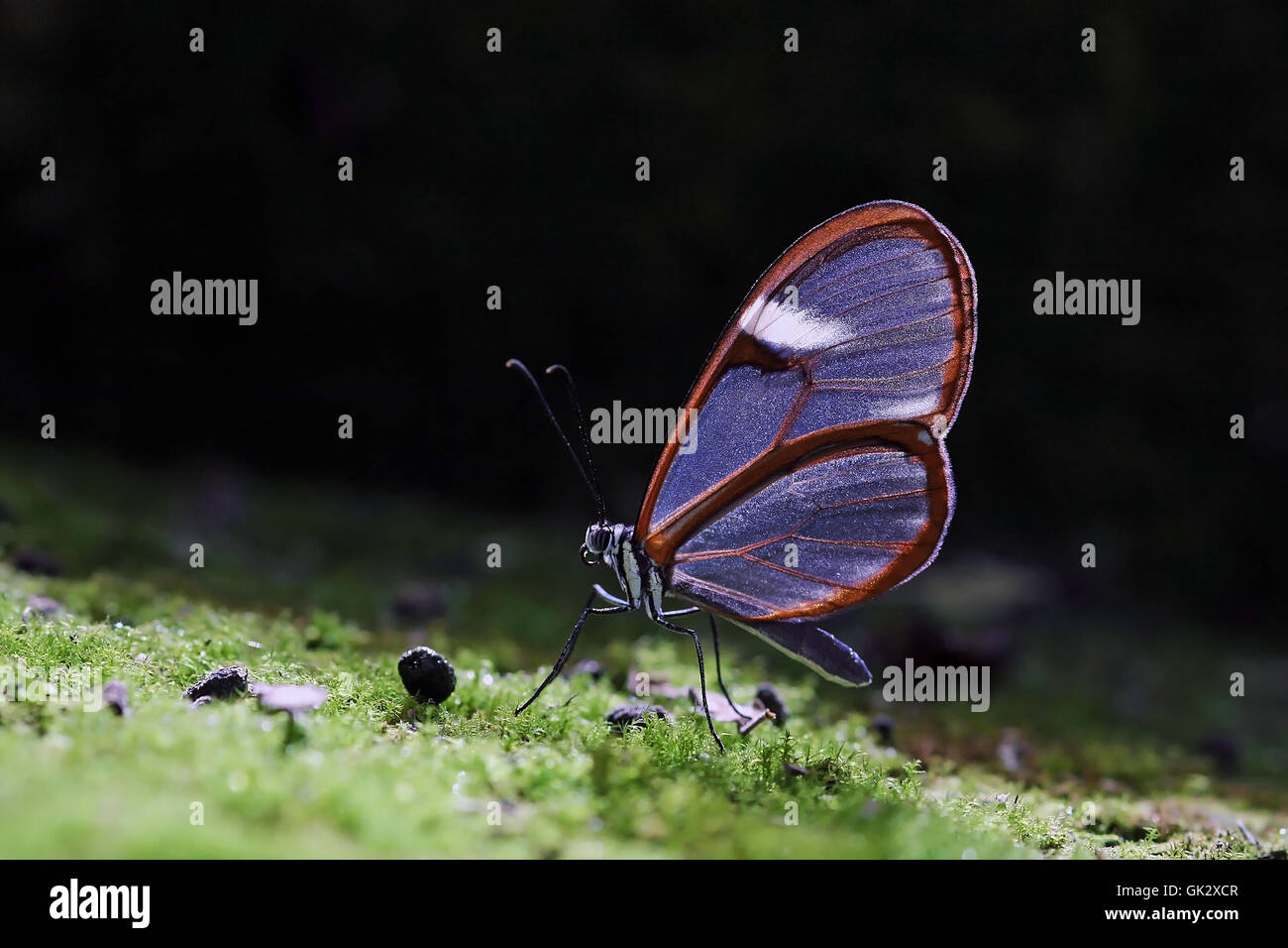 Rare small blue butterfly hi-res stock photography and images - Alamy