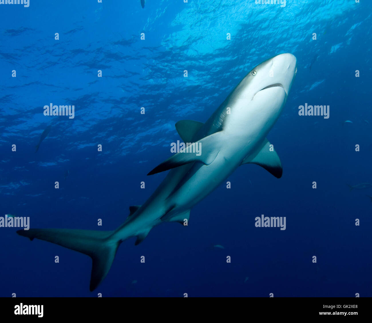 fish underwater reef Stock Photo - Alamy