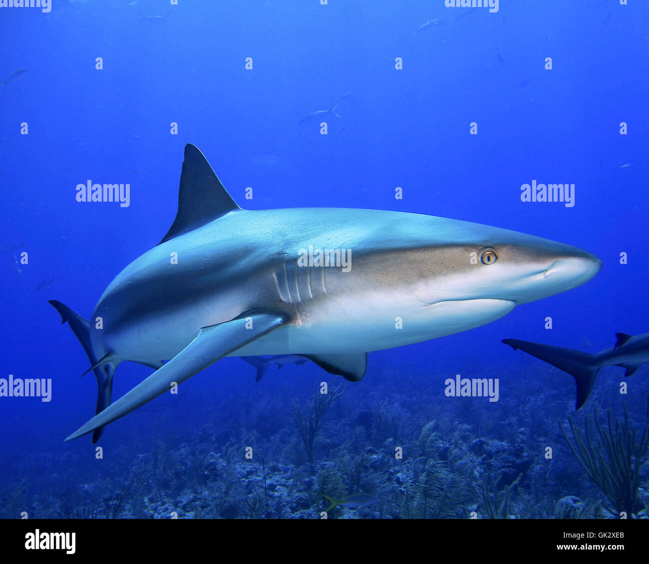 fish underwater reef Stock Photo - Alamy