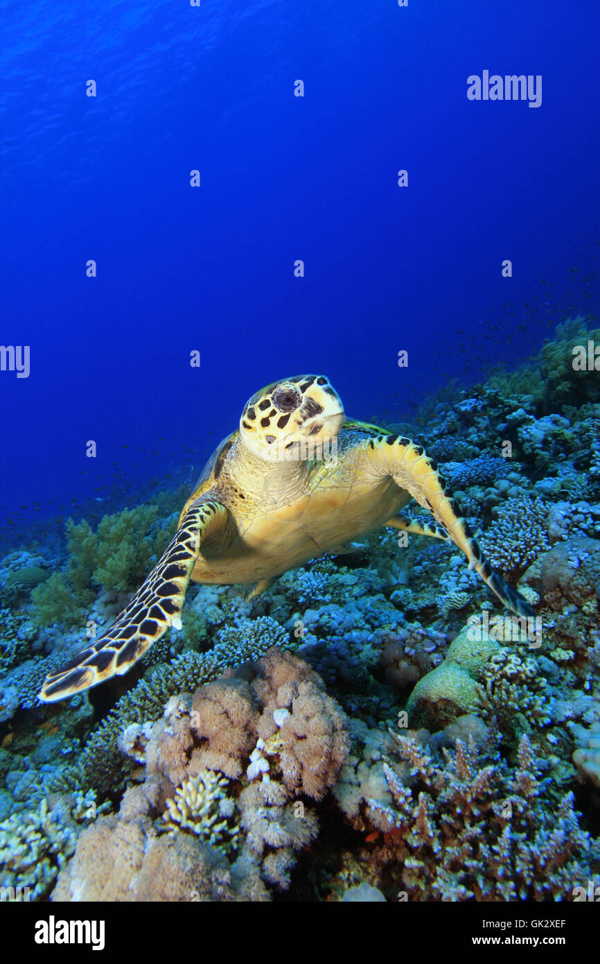 reptile underwater reef Stock Photo - Alamy