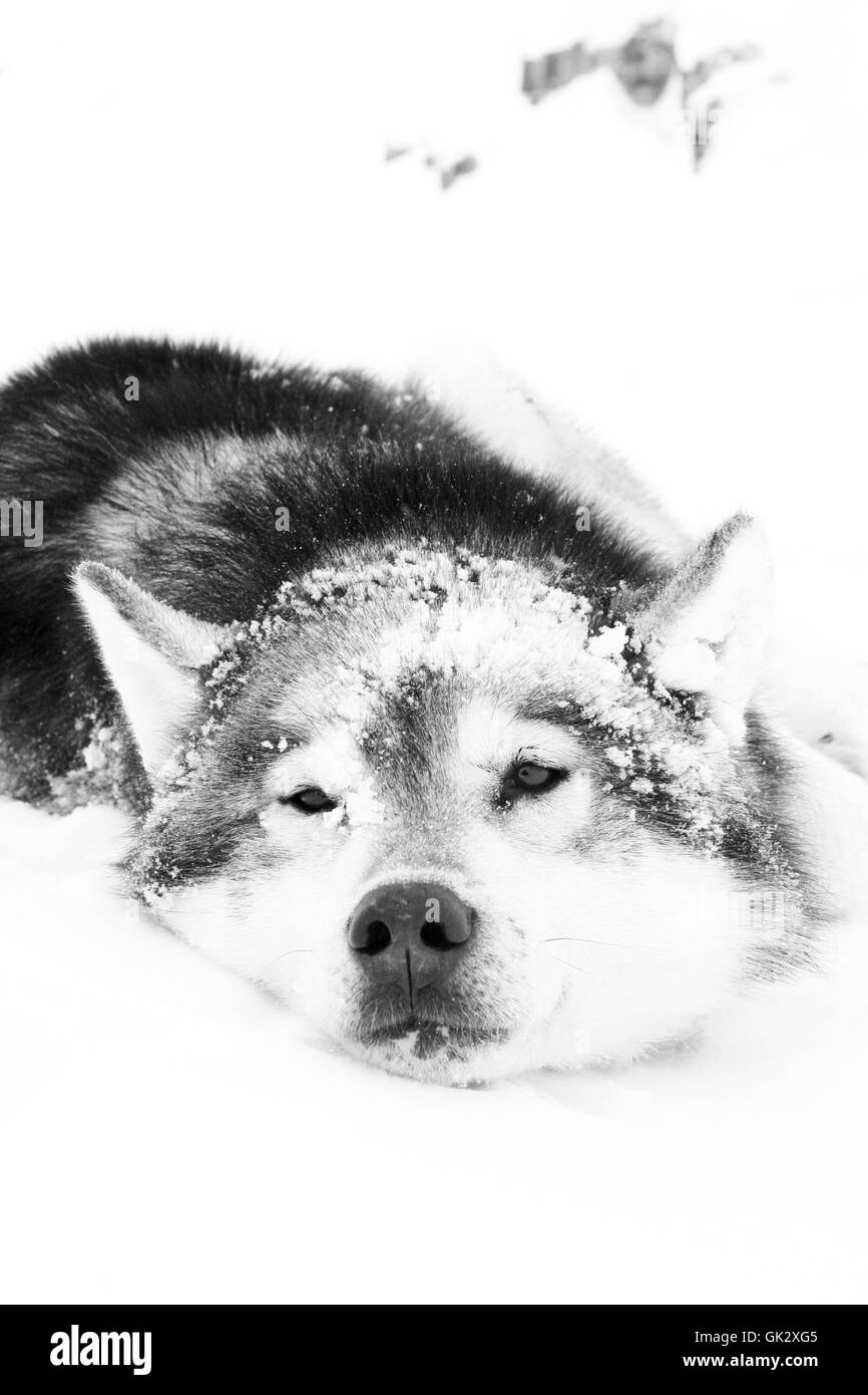 Cute black white sled Black and White Stock Photos & Images - Alamy