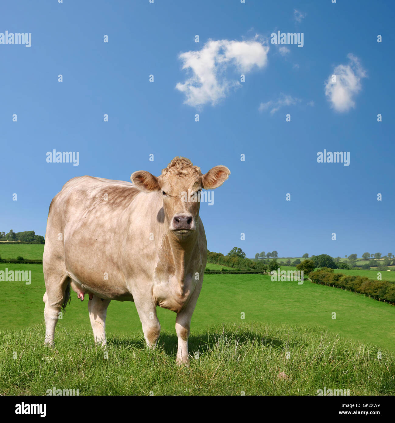 Countryside cow hi-res stock photography and images - Alamy
