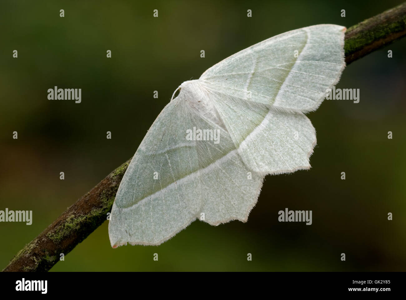 Spanner butterfly hi-res stock photography and images - Alamy