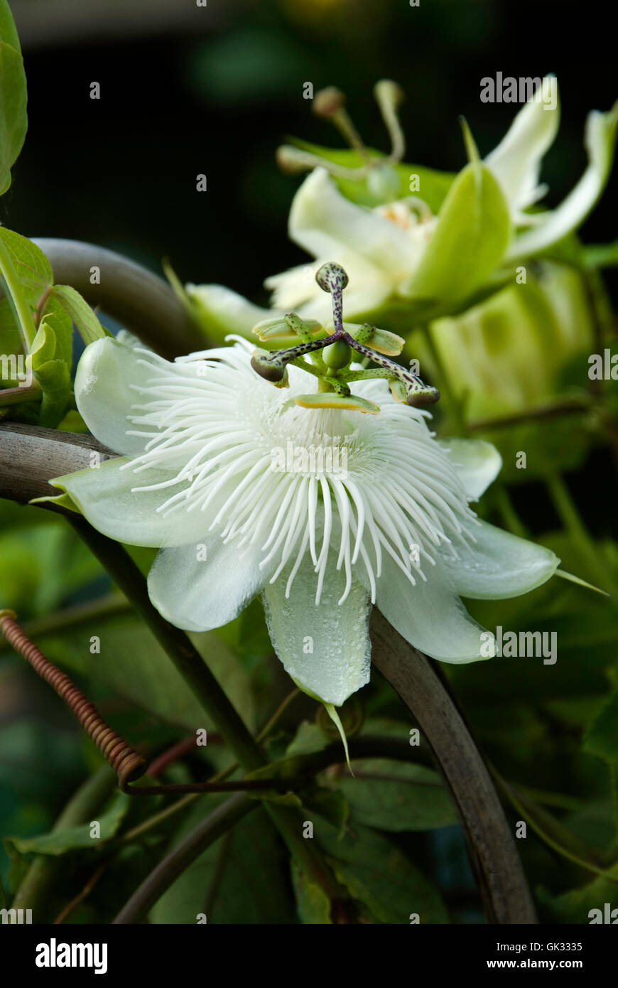 Passiflora white wedding hi-res stock photography and images - Alamy