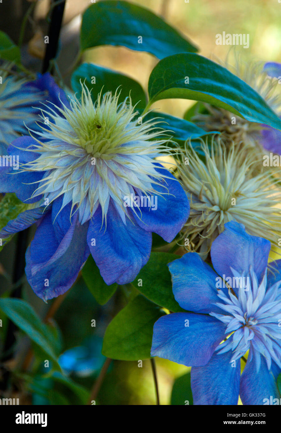 Clematis ` Blue Light Stock Photo - Alamy