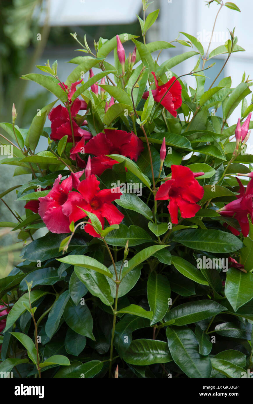 Mandeville , red flowers, vine Stock Photo - Alamy