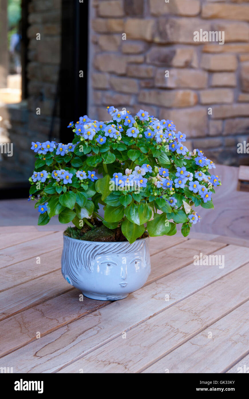 Exacuum affine,Persian Violet, German Violet Stock Photo - Alamy