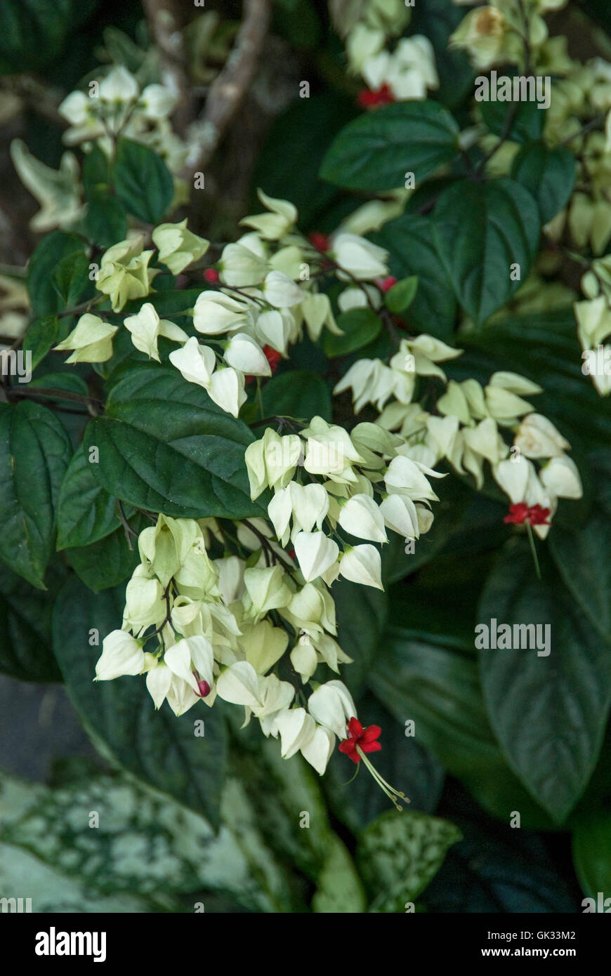 Clerodendrum thomsoniae, bleeding heart, glory bower, bleeding heart ...