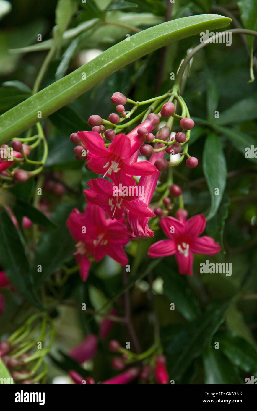 Cardinal creeper flower hi-res stock photography and images - Alamy