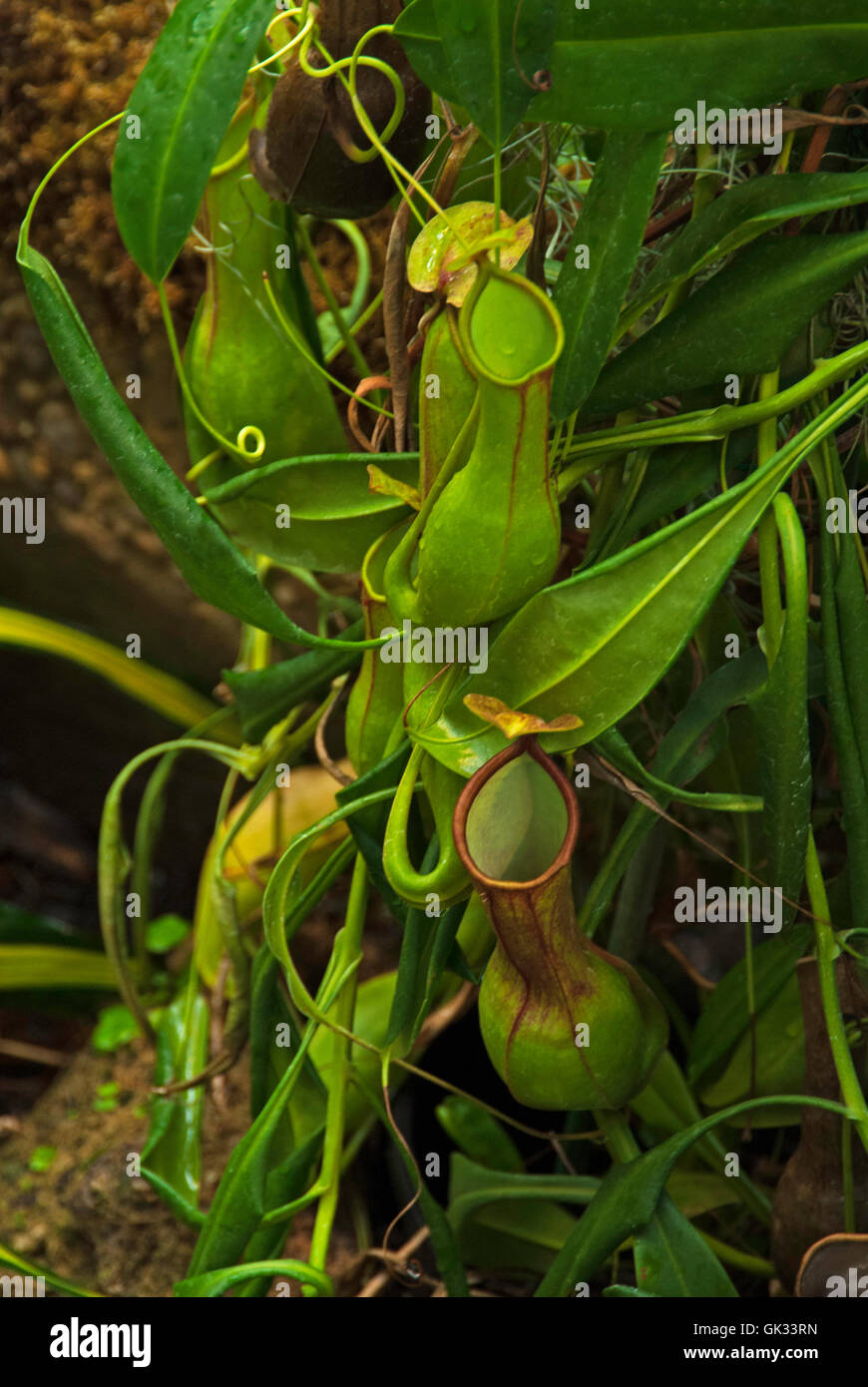 Pitcher Plant ` Nepenthes alata Stock Photo - Alamy