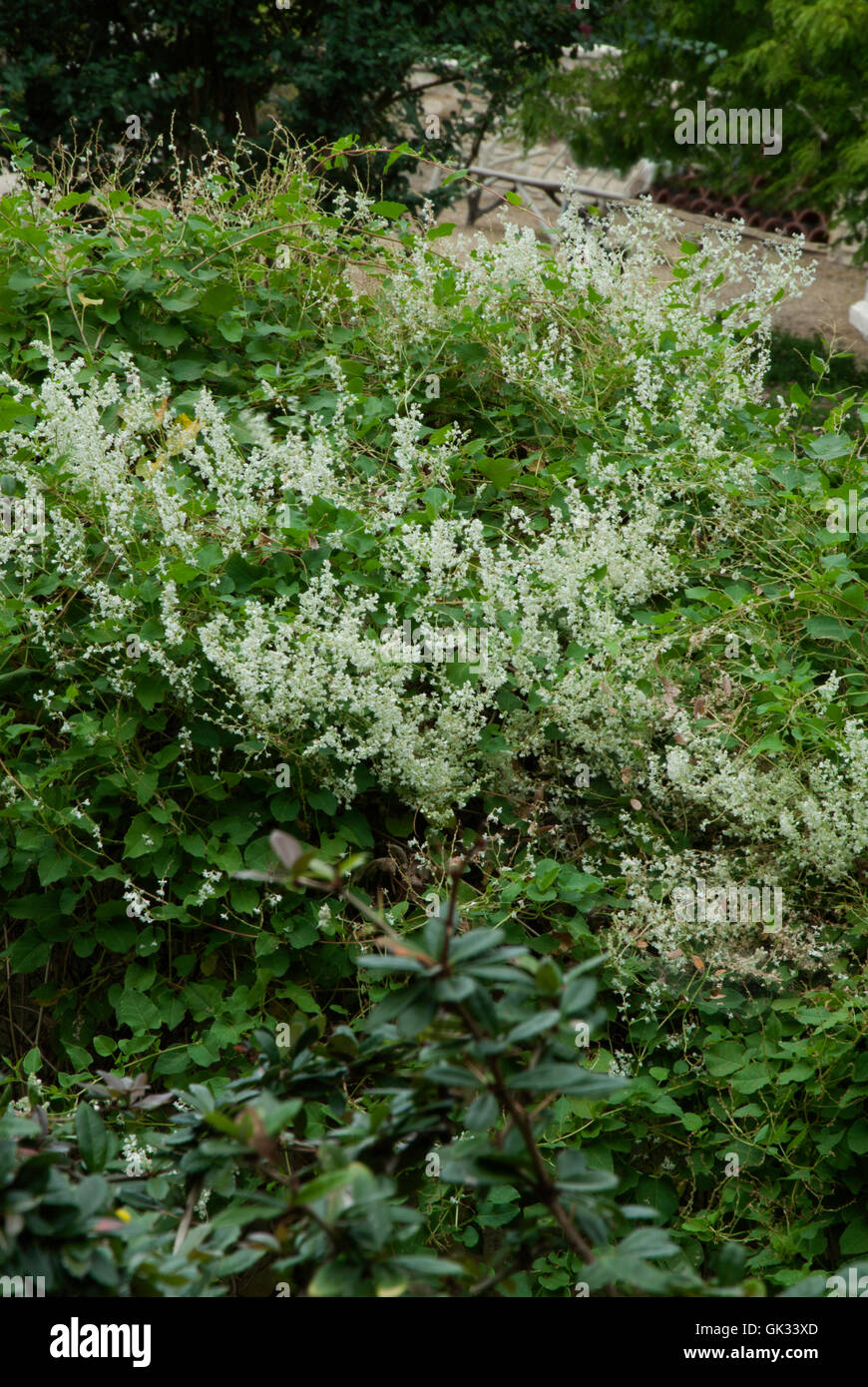Silver Lace Vine ,Polygonum aubertii Stock Photo - Alamy