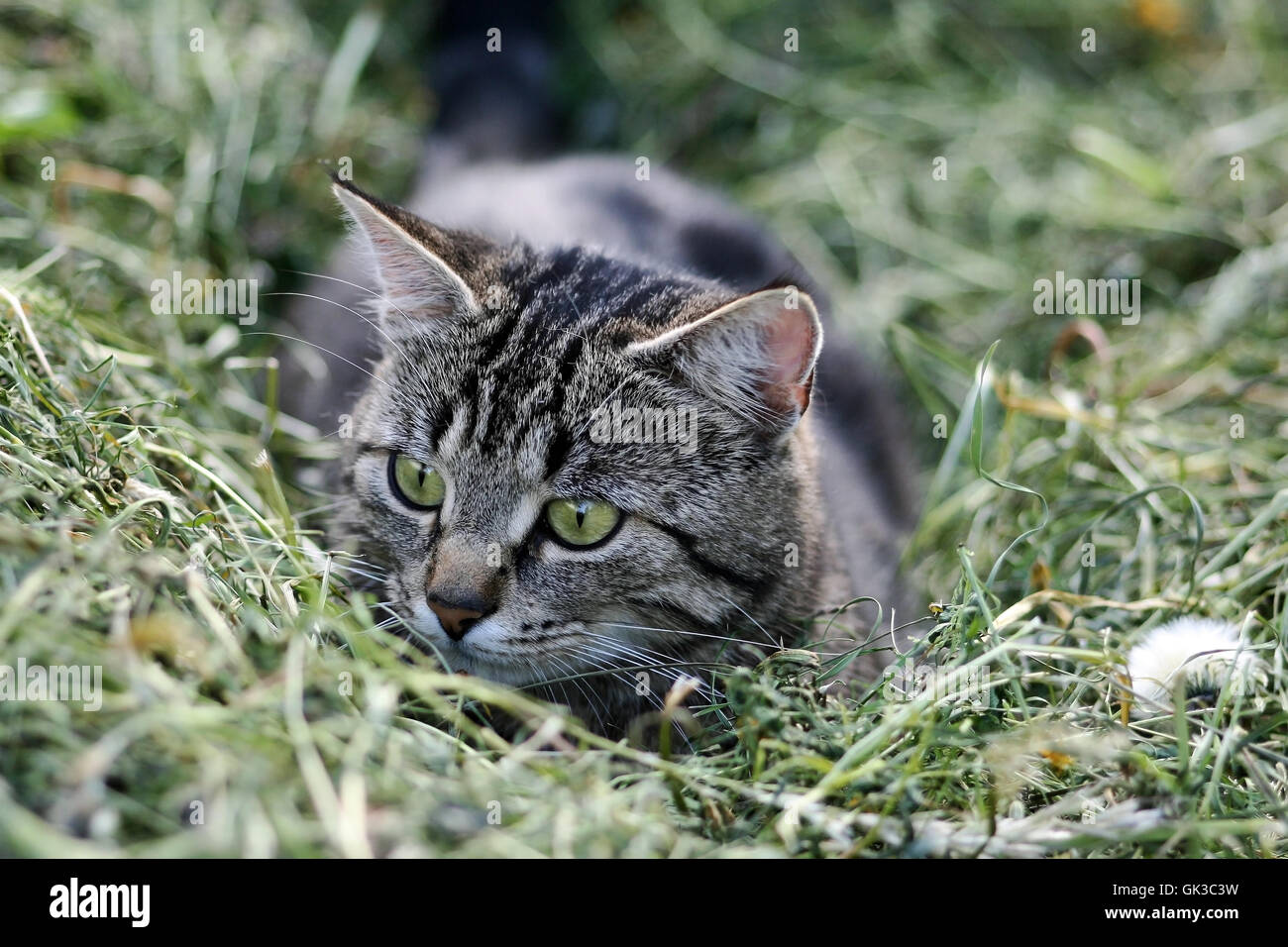 cat eyes hunt voltage Stock Photo - Alamy