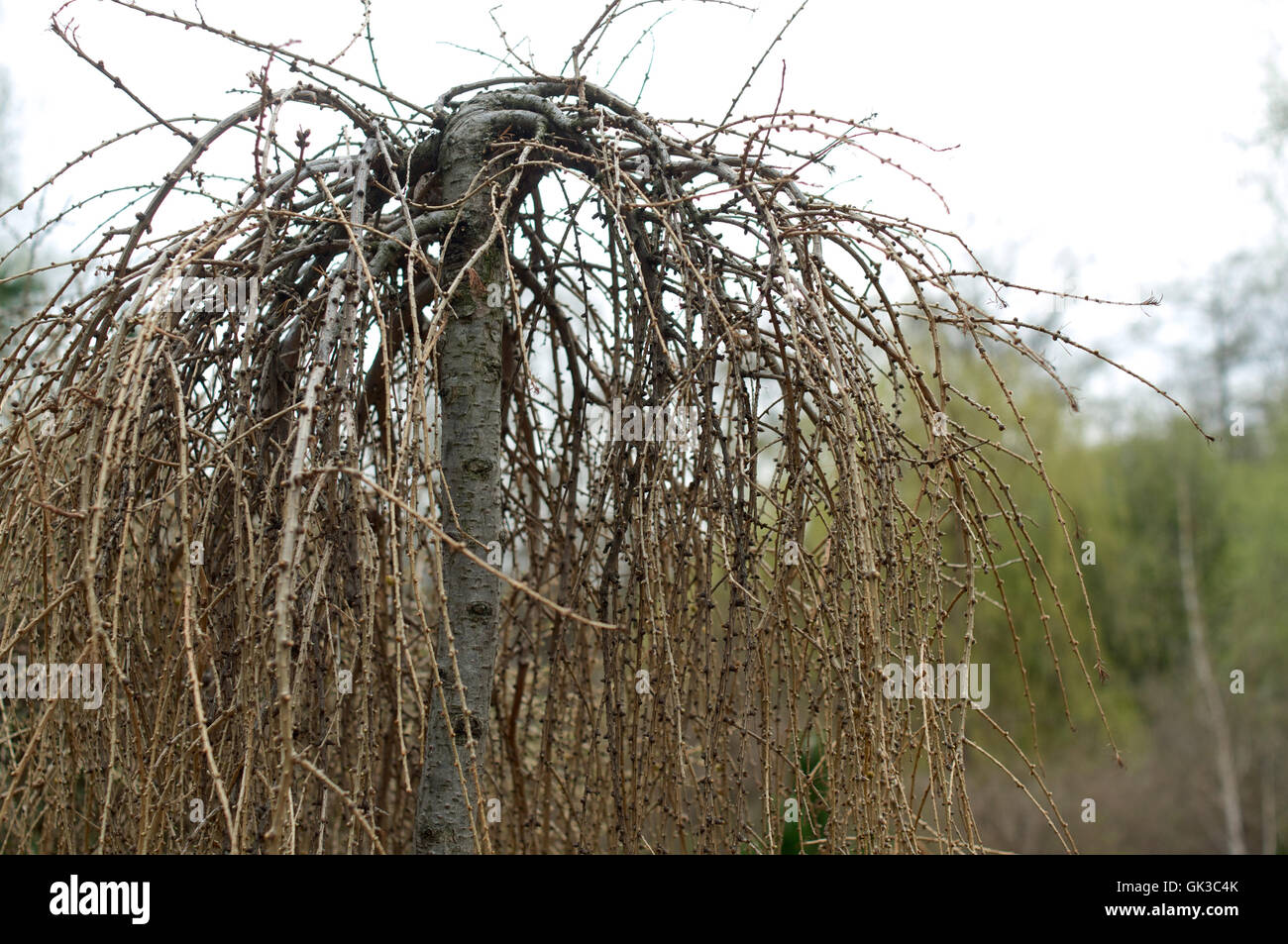 Top of the tree with no leaves closeup Stock Photo - Alamy