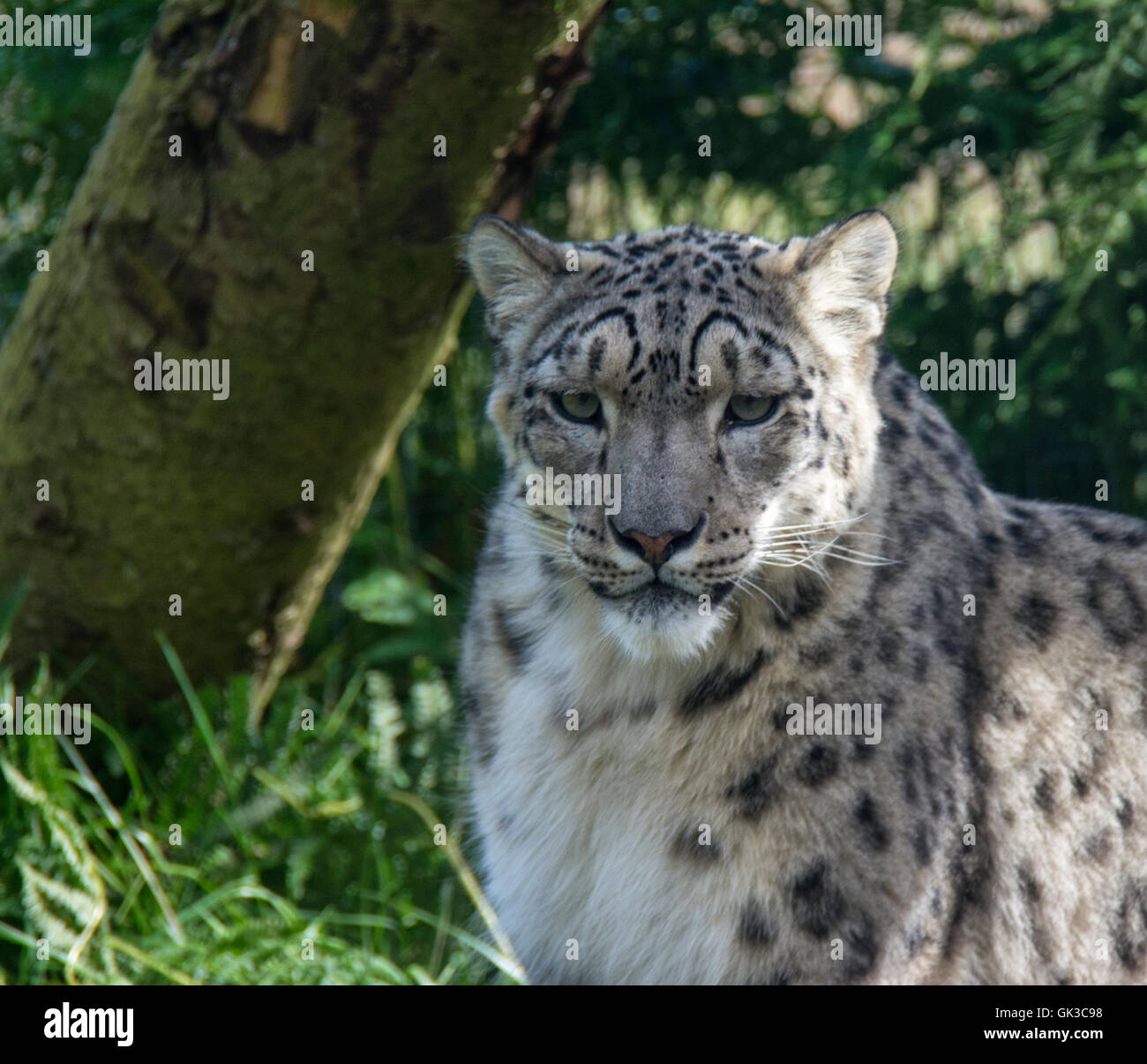 Male snow leopard panthera uncia hi-res stock photography and images ...