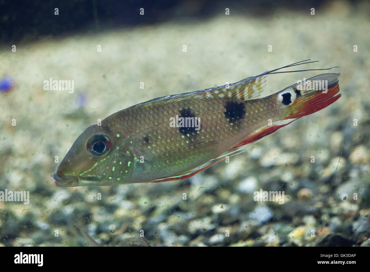 Threespot eartheater (Satanoperca daemon), also known as the spotted ...