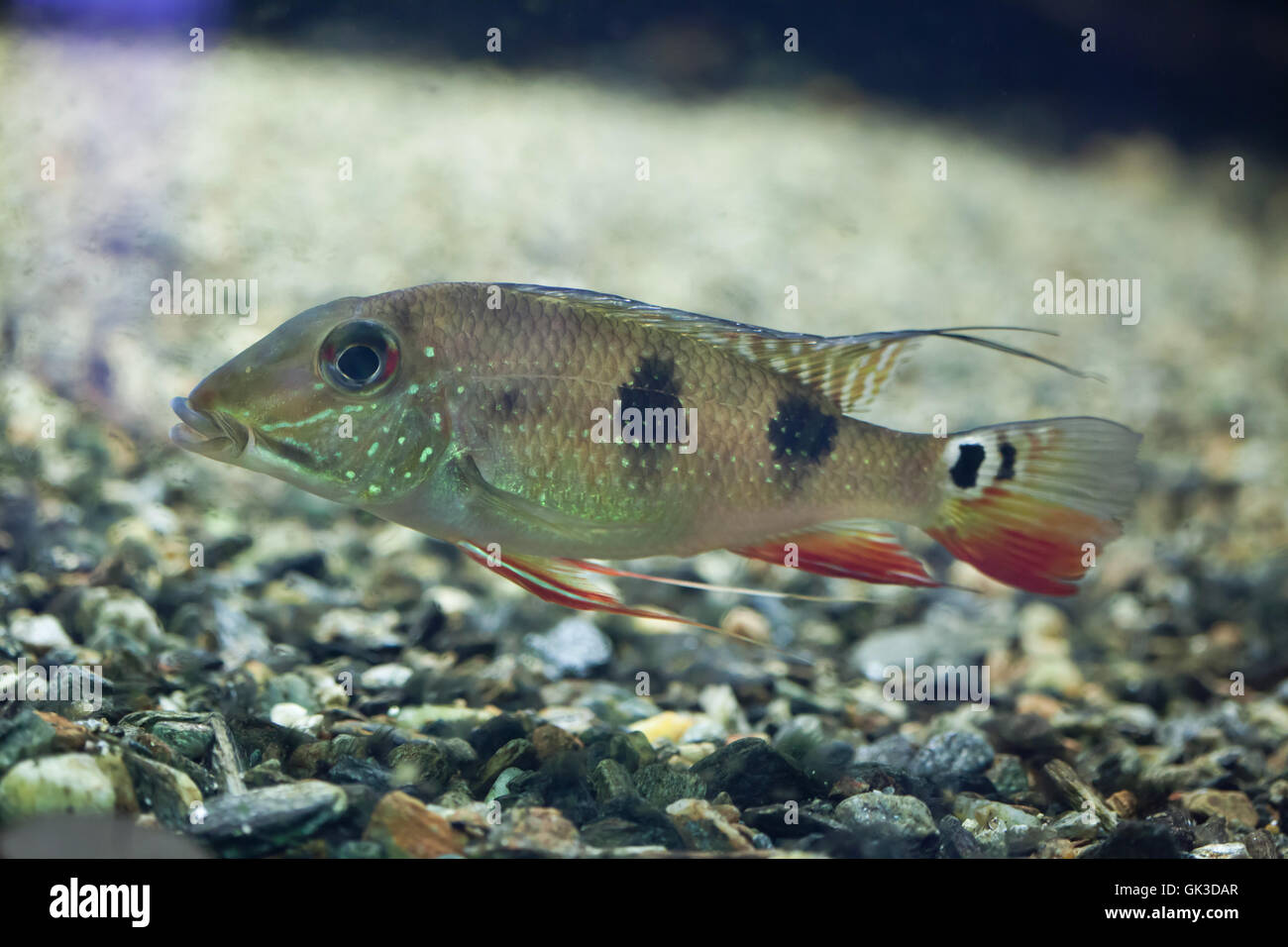 Threespot eartheater (Satanoperca daemon), also known as the spotted ...