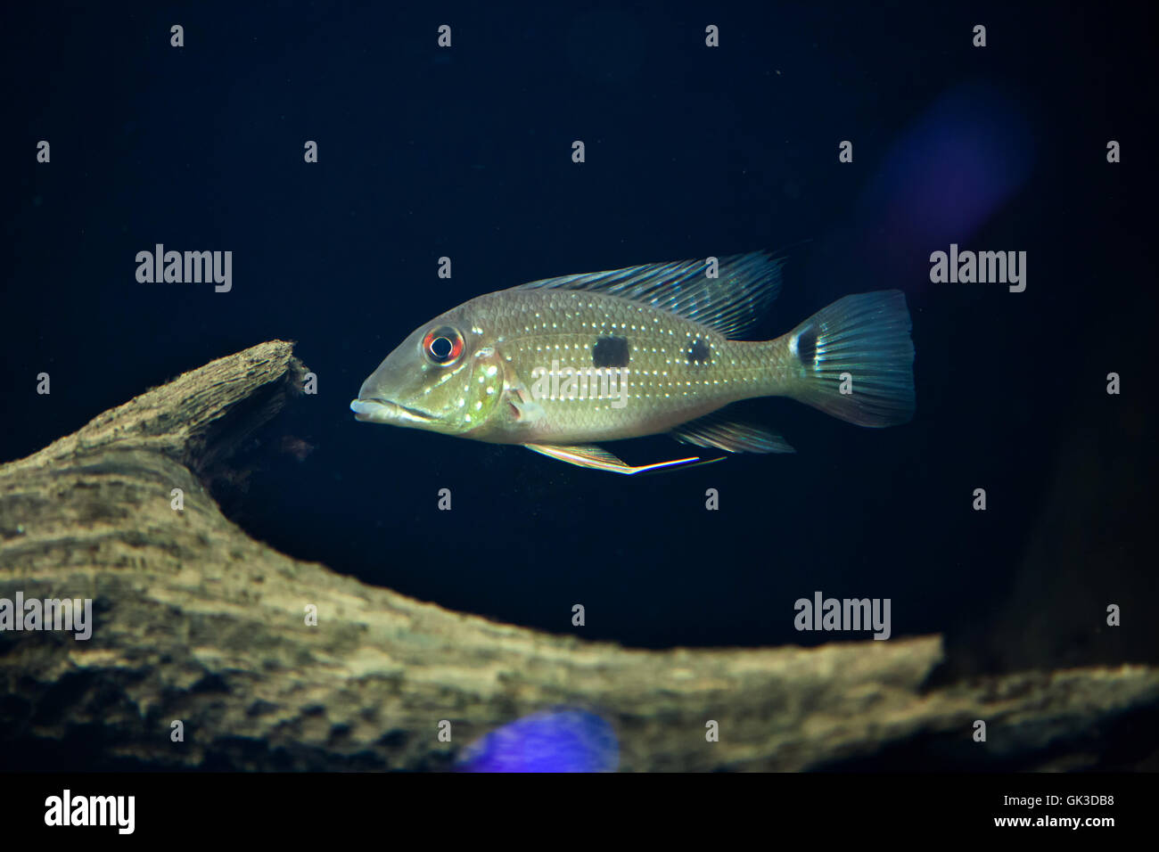 Threespot eartheater (Satanoperca daemon), also known as the spotted ...