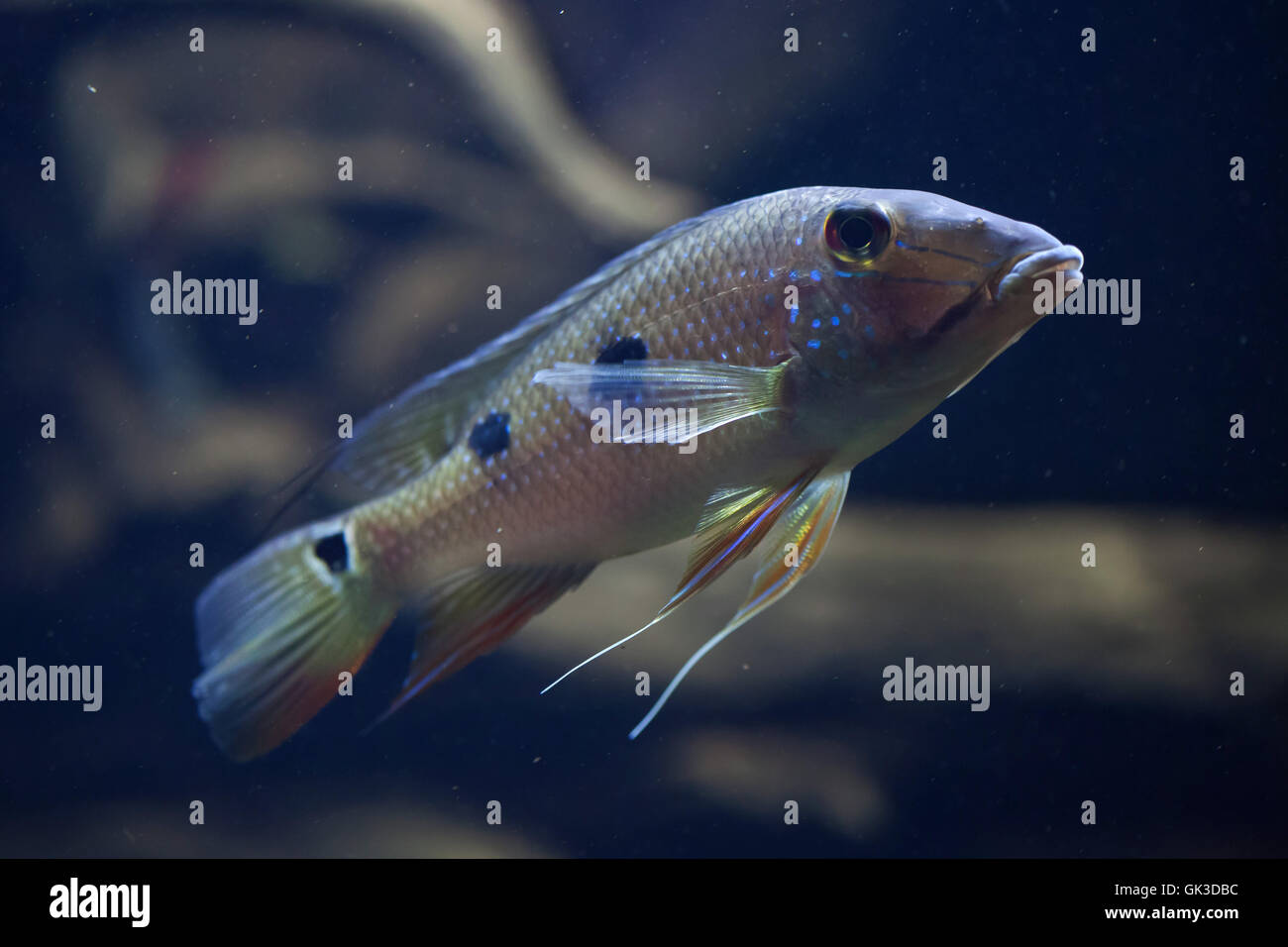 Threespot eartheater (Satanoperca daemon), also known as the spotted ...