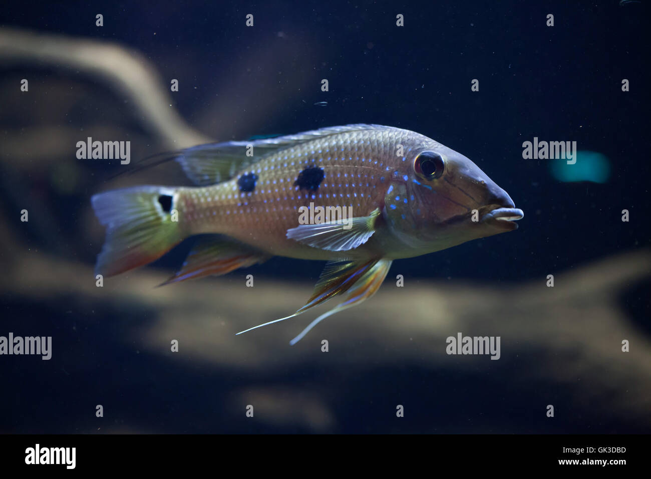 Threespot eartheater (Satanoperca daemon), also known as the spotted ...