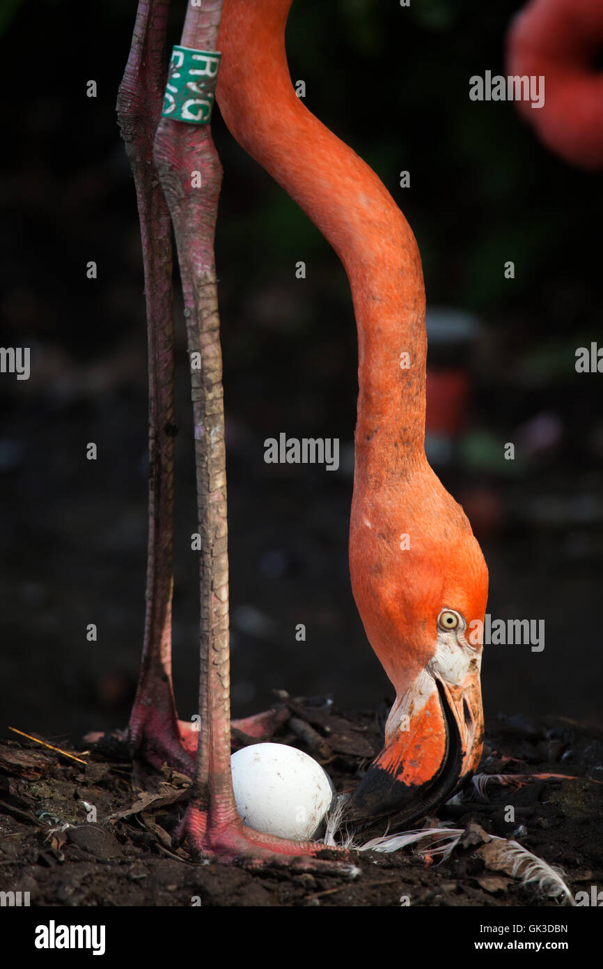 Flamingo egg hi-res stock photography and images - Alamy