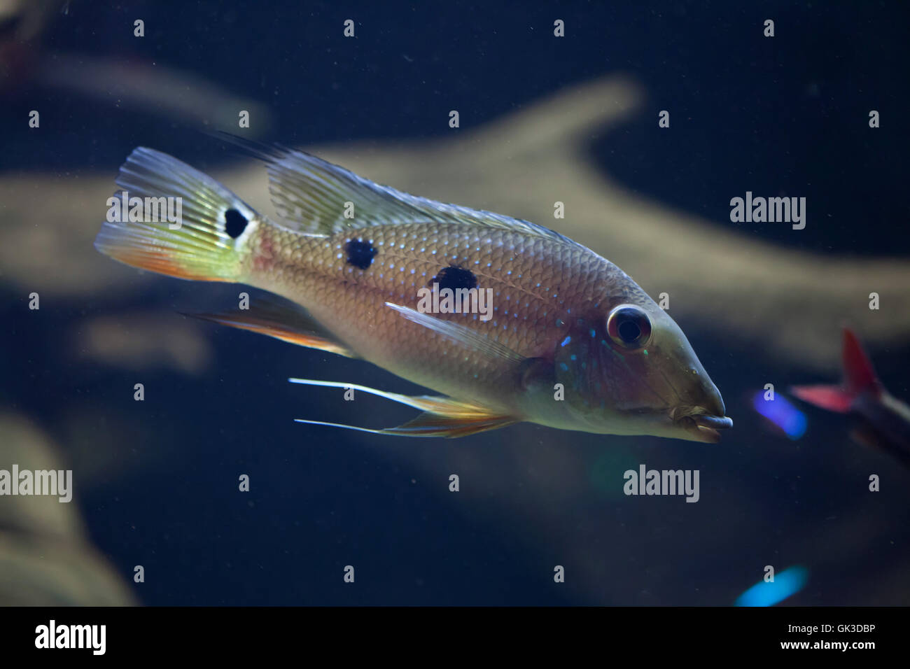 Threespot eartheater (Satanoperca daemon), also known as the spotted ...