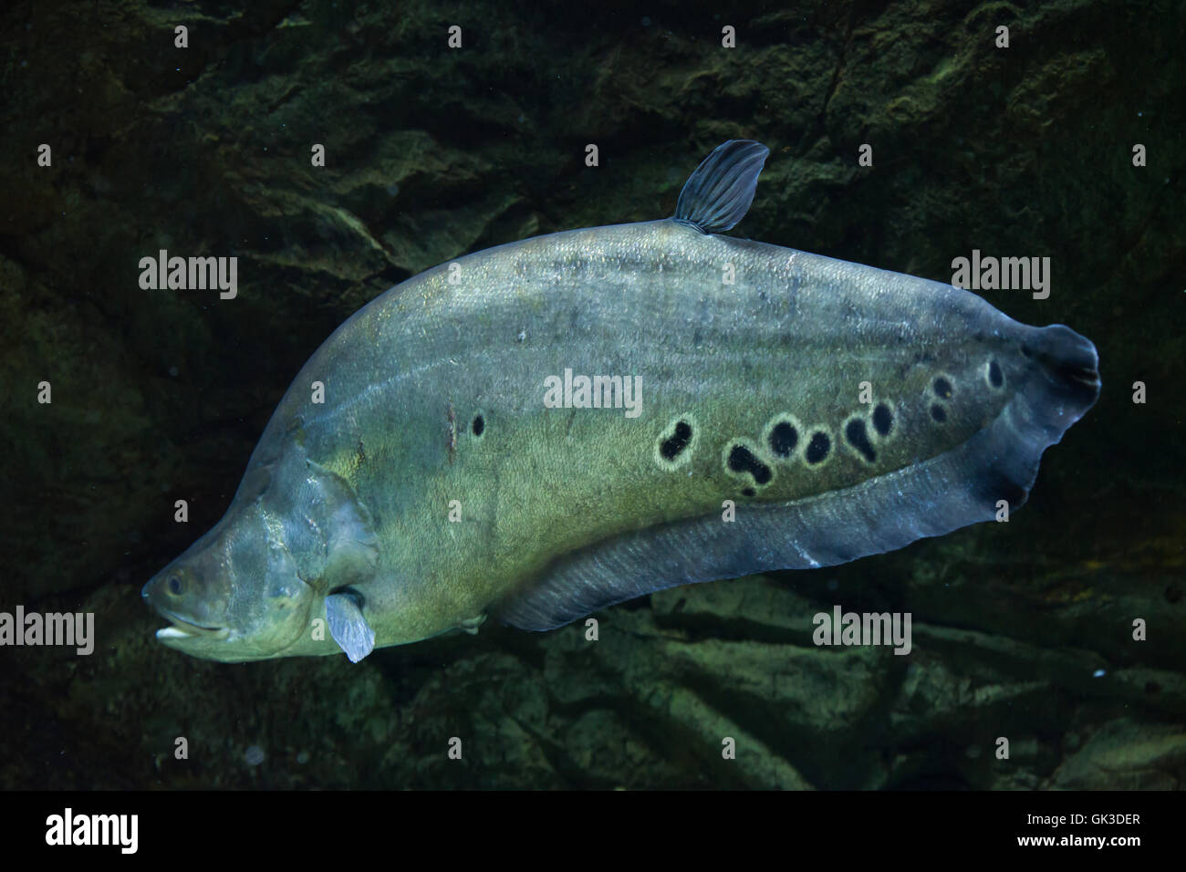 Clown Knife Fish Aquarium