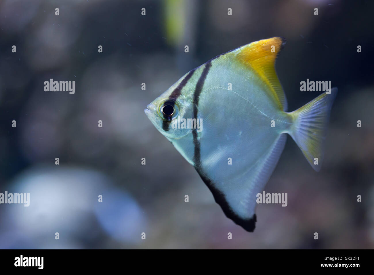 Silver moony (Monodactylus argentus), also known as the Malayan angel ...