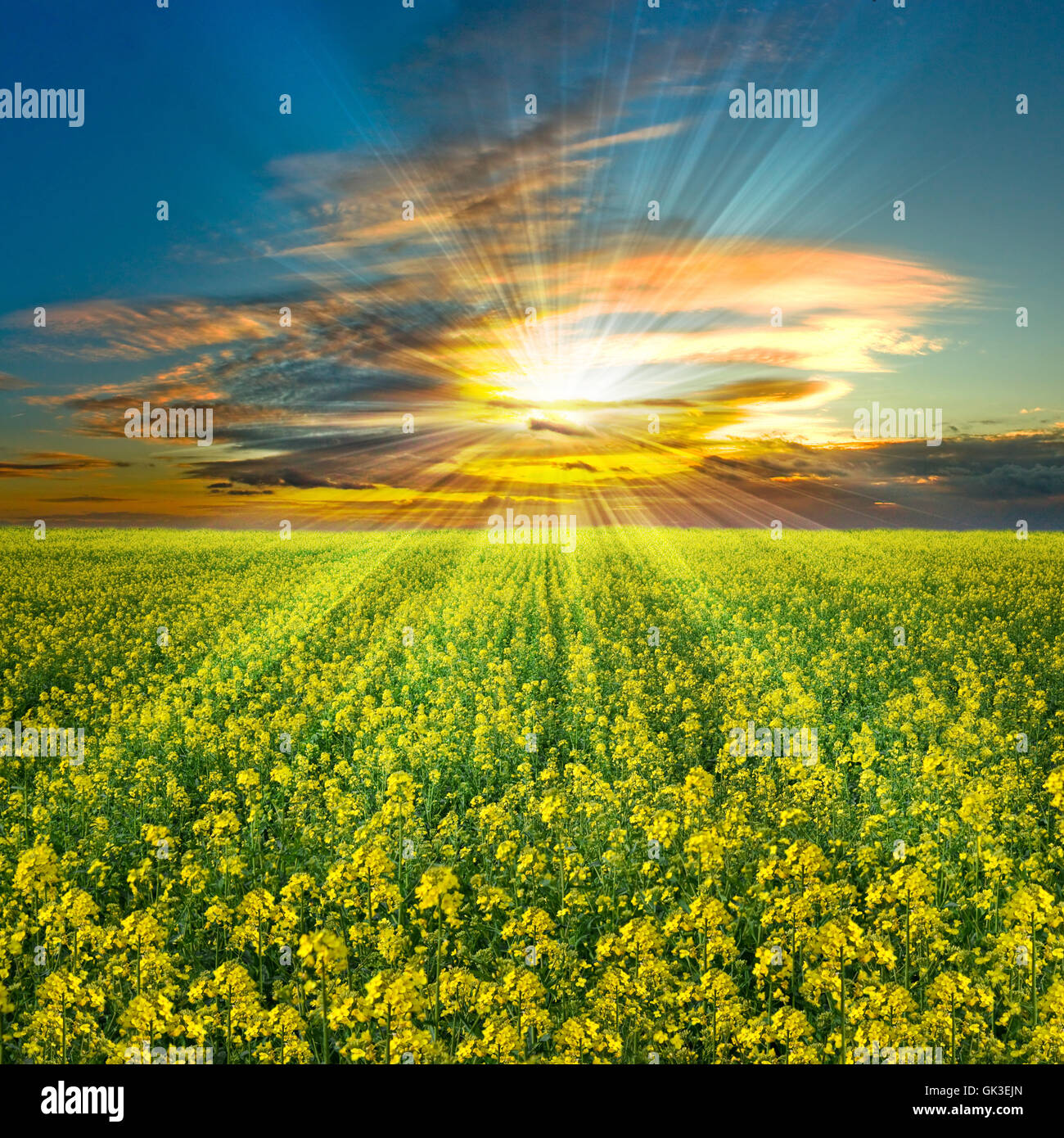 flower plant field Stock Photo - Alamy