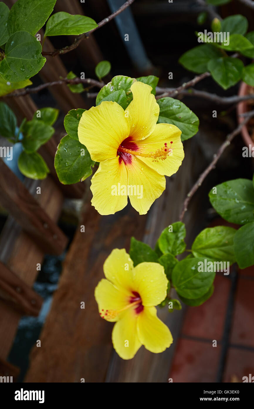 Yellow Hibiscus flowers in Key West, Florida Stock Photo - Alamy
