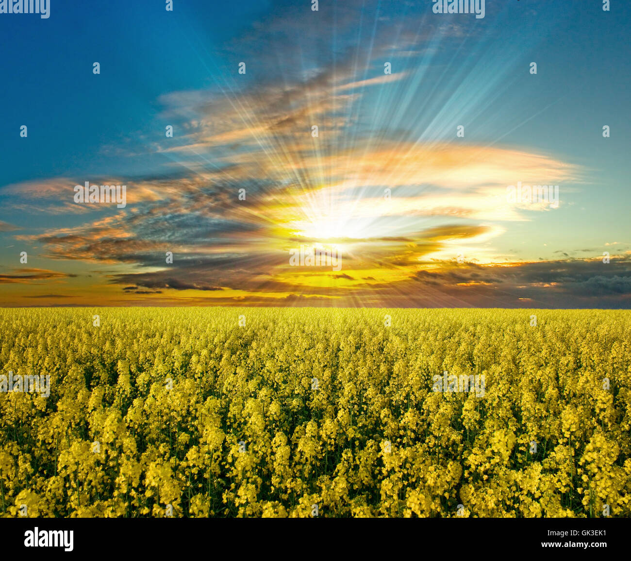 flower plant field Stock Photo - Alamy