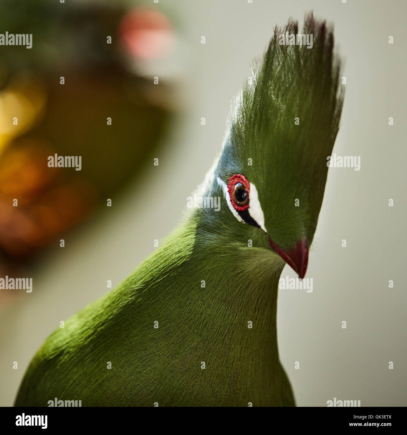 Turaco hi-res stock photography and images - Alamy